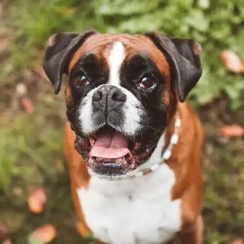 Assurance Boxer | Préservez la santé de votre chien