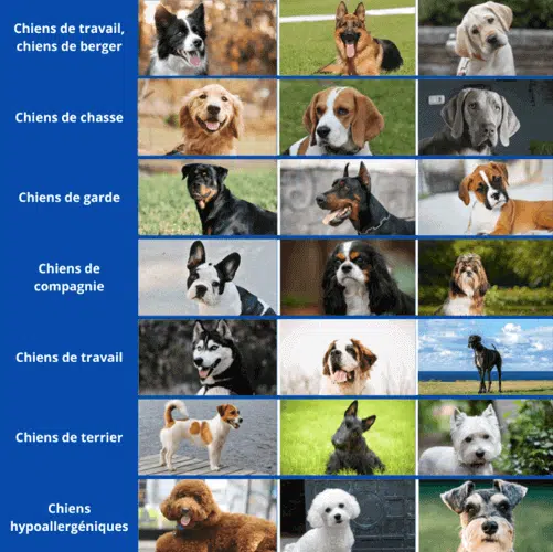Quel chien choisir ? Trouvez la race de chien faite pour vous