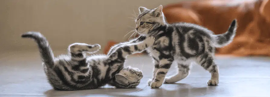 Noms de chat 2024 : trouvez l'inspiration parmi les prénoms les plus ...